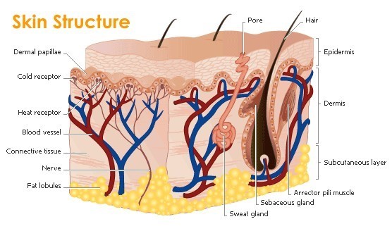 Blood Vessels In Skin