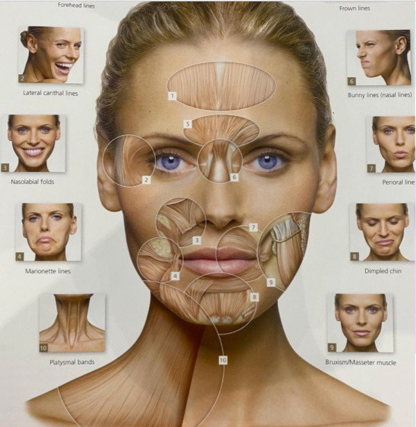 Treatment areas - Enhance Me Training Academy