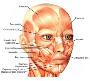Face Anatomy and Physiology - Enhance Me Training Academy