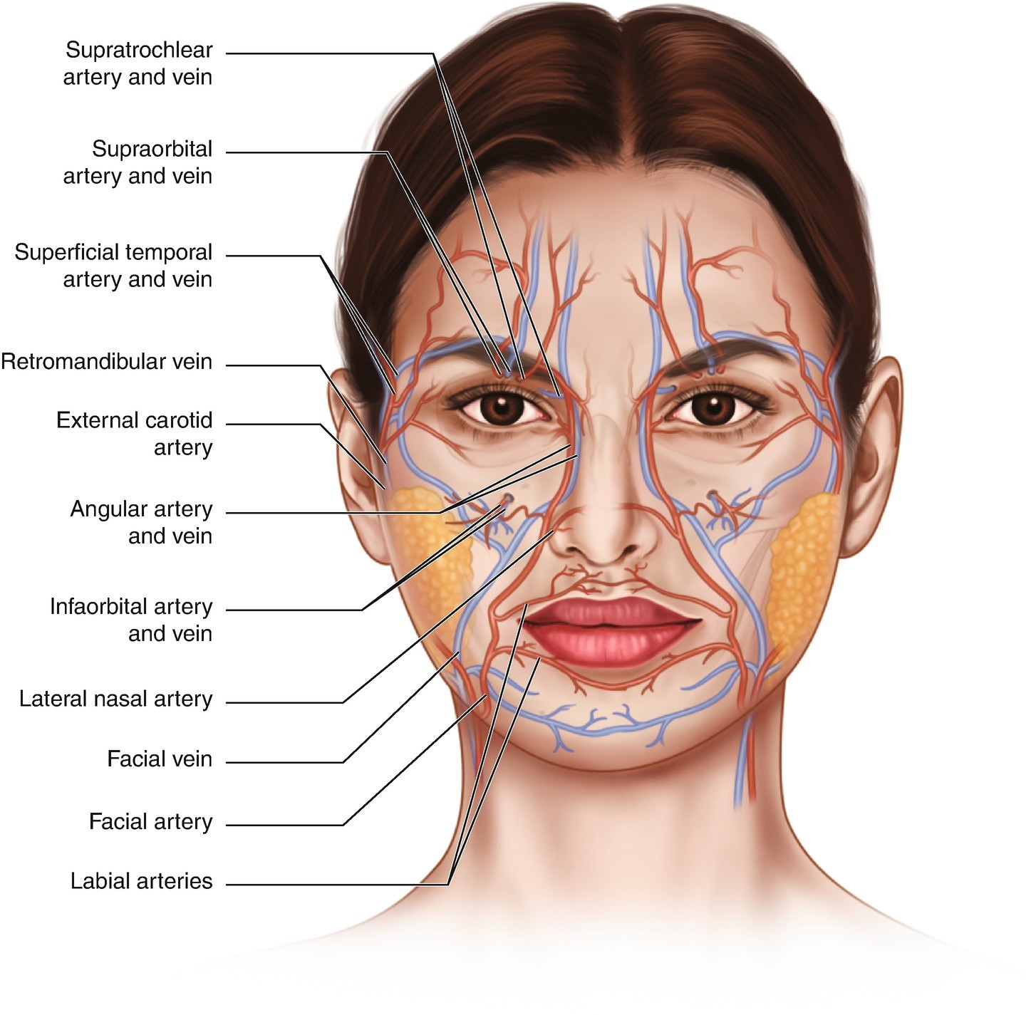The Chin Copy - Enhance Me Training Academy