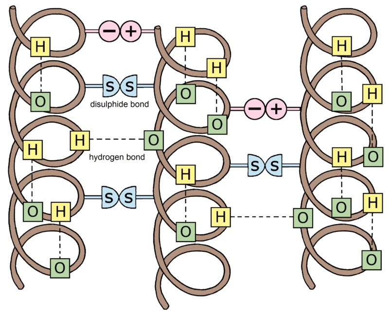 The structure of the hair - Enhance Me Training Academy