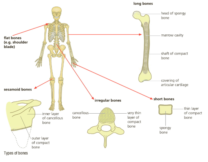 1.5 Identify different bones within each classification - Enhance Me ...