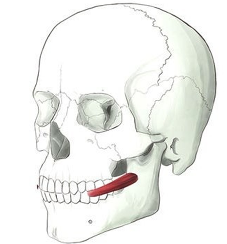 Risorius - Enhance Me Training Academy