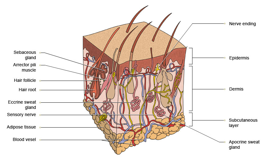 Structure and Functions of the Skin - Enhance Me Training Academy