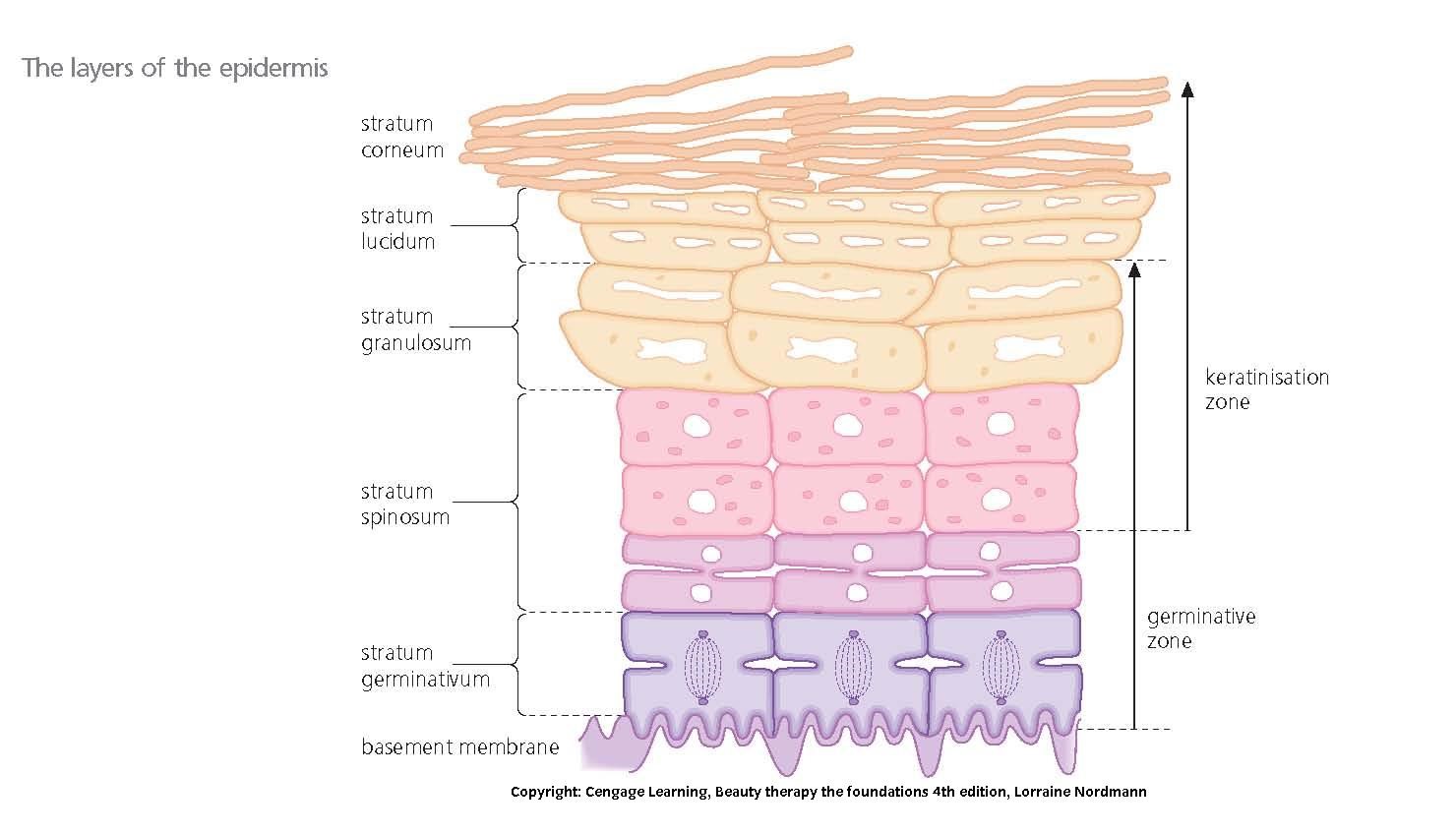 The structure of the skin - Enhance Me Training Academy