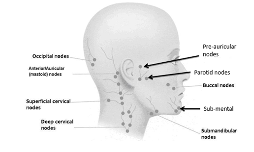 The Structure and Functions of the Lymphatic System Copy - Enhance Me ...
