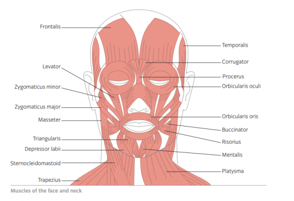 The Muscular System - Enhance Me Training Academy