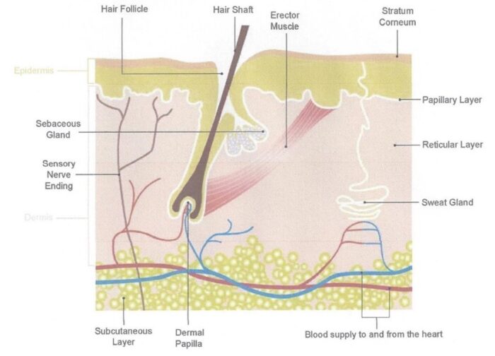 The Dermis - Enhance Me Training Academy
