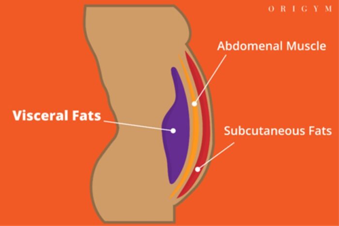 Fat storage in the body - Enhance Me Training Academy