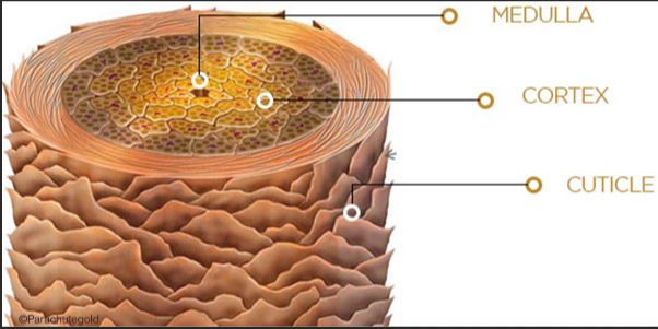 The anatomy and physiology of the hair - Enhance Me Training Academy