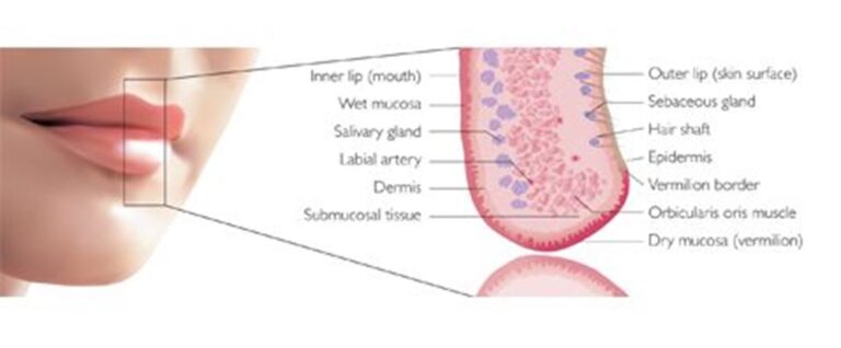 Anatomy and Physiology of the lip - Enhance Me Training Academy