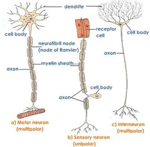 Types and functions of the nerves - Enhance Me Training Academy