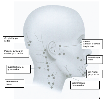 The Lymphatic system - Enhance Me Training Academy
