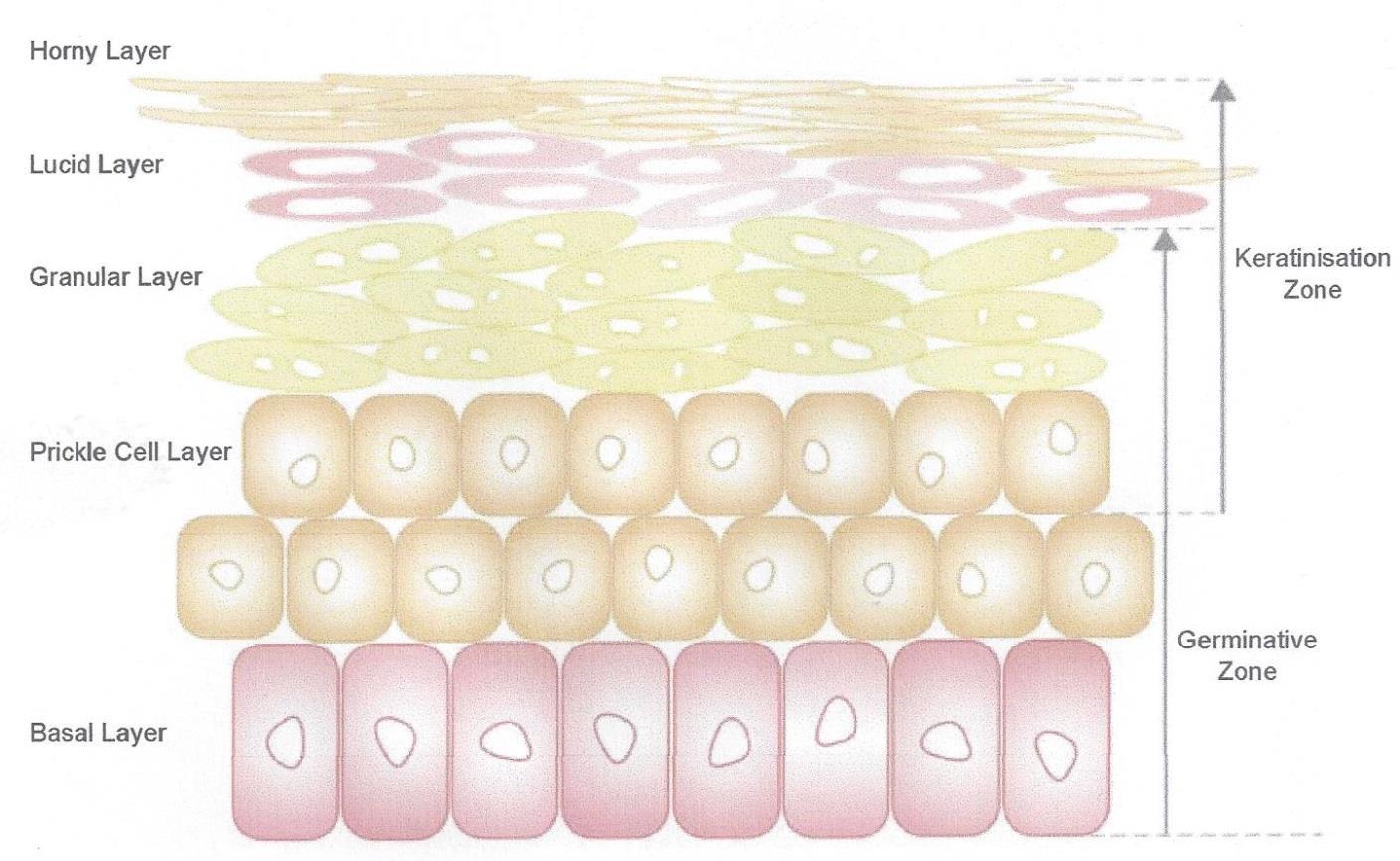 Anatomy & Physiology - Enhance Me Training Academy