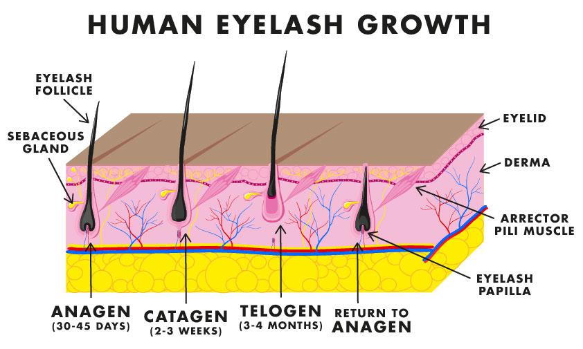 The lash lifecycle - Enhance Me Training Academy