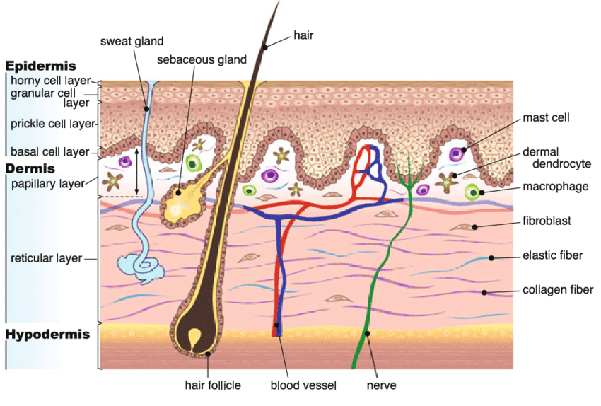 Layers Of Dermis Papillary Reticular