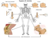 Types of joints - Enhance Me Training Academy